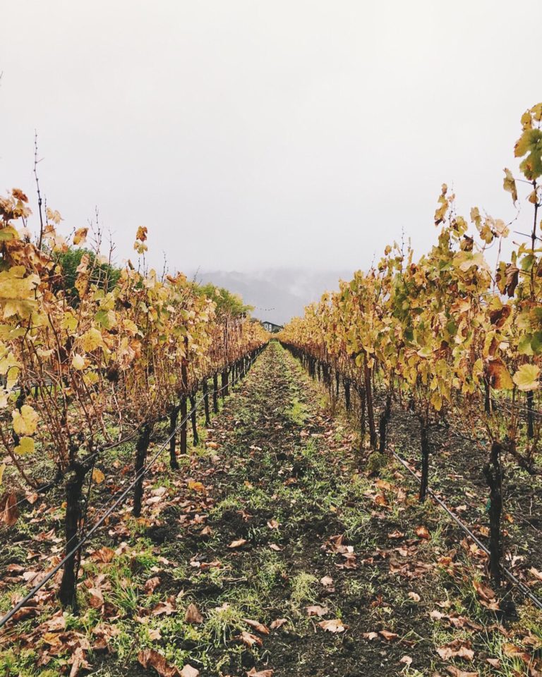 Napa Travel Guide – Victoria McGinley Studio